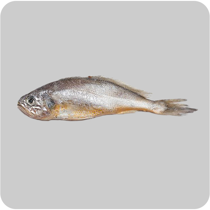 Croaker Fish | kajolafoods.com